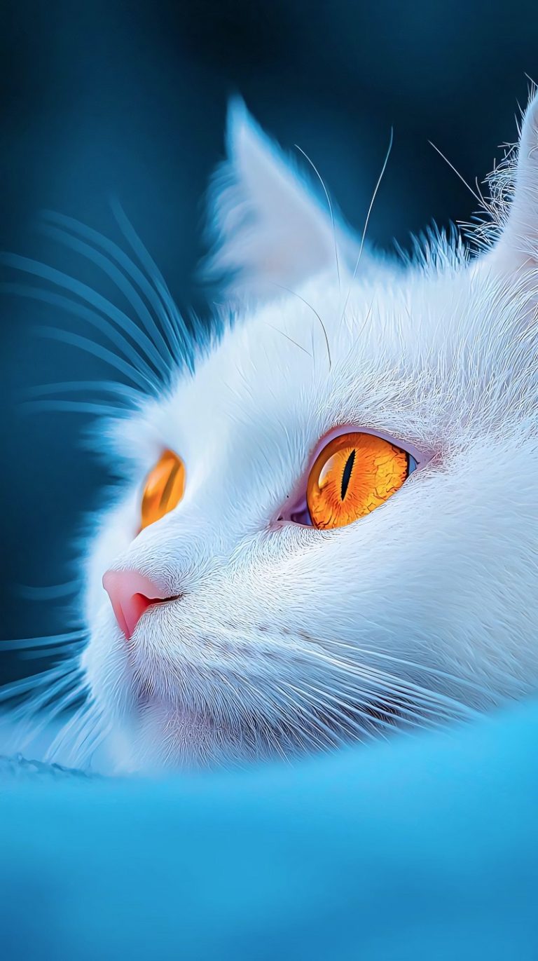 BST 120+ Hình nền mèo 4K tuyệt đẹp cho những tín đồ yêu mèo
